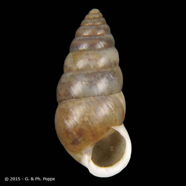 Rare for Sale | Conchology