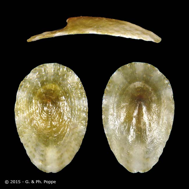 Shell Encyclopedia - Worms Details | Conchology | Conchology