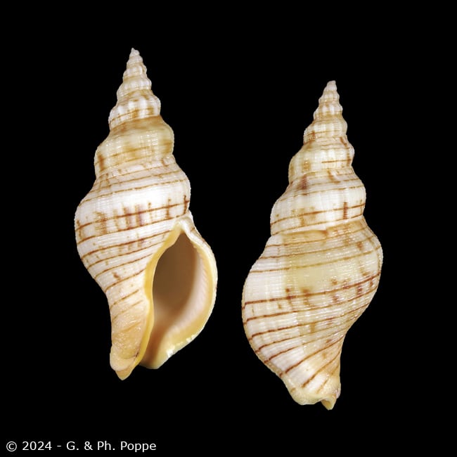 Shells For Sale Shown by Species: BUCCINIDAE, Siphonalia fuscolineata for Sale