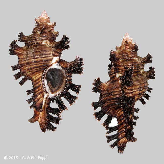 Shells For Sale Shown by Species: MURICIDAE, Chicoreus palmarosae ...