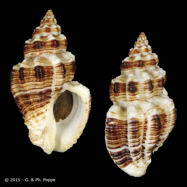 Shell Encyclopedia - Worms Details | Conchology | Conchology