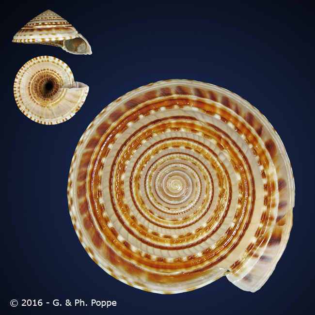 Shell Encyclopedia - Worms Details | Conchology | Conchology