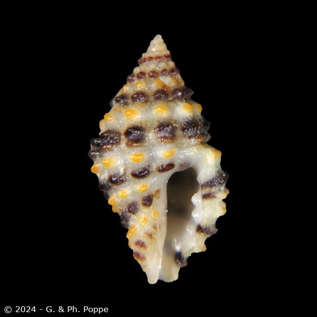 Featured Shells For Sale | Conchology
