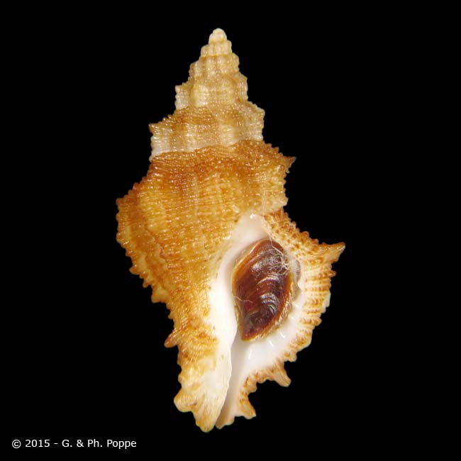 Shell Encyclopedia - Worms Details | Conchology | Conchology