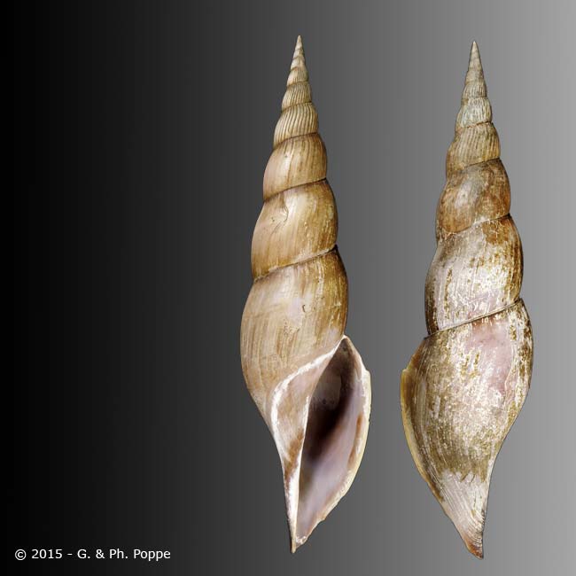 Shell Encyclopedia - Conchological MegaDatabase Iconographic Overview on Mollusks ...