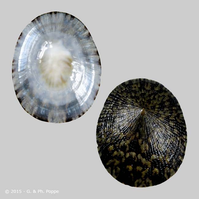 Featured Shells For Sale | Conchology