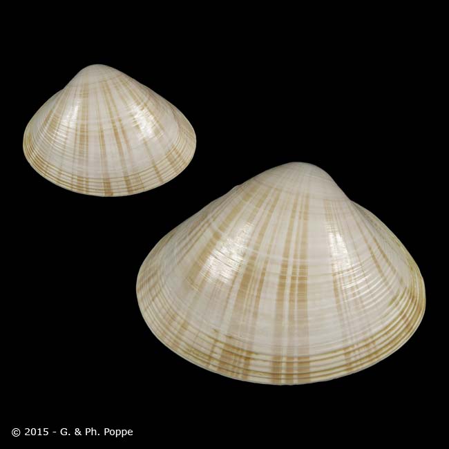 Shell Encyclopedia - Conchological MegaDatabase Iconographic Overview ...