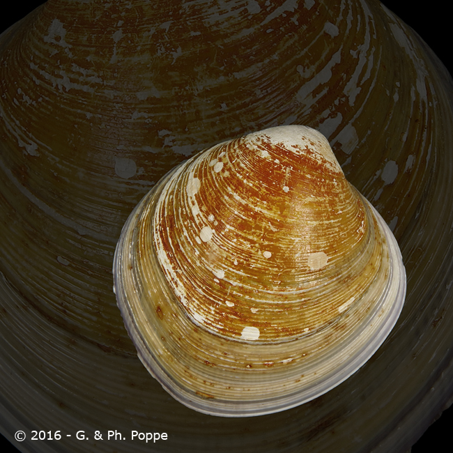 Shell Encyclopedia - Conchological MegaDatabase Iconographic Overview on Mollusks ...