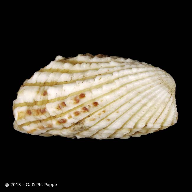 Shell Encyclopedia - Worms Details | Conchology | Conchology