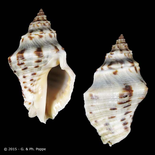 Shell Encyclopedia - Worms Details | Conchology | Conchology