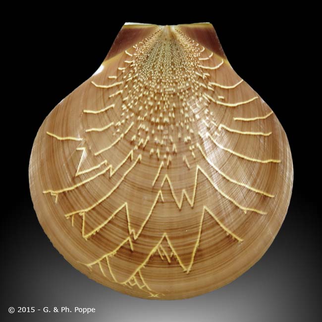 PECTINIDAE, Amusium pleuronectes for Sale | Conchology