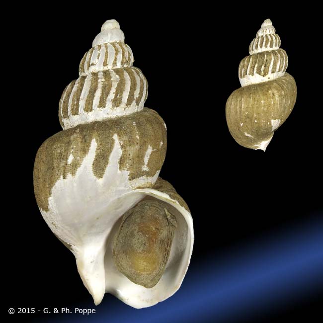 BUCCINIDAE, Buccinum scalariforme | Conchology