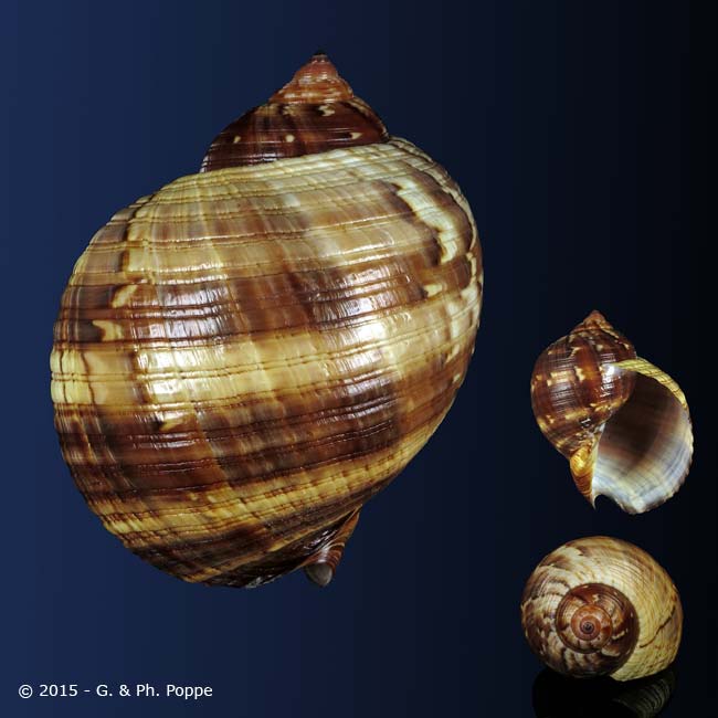 Shell Encyclopedia - Conchological MegaDatabase Iconographic Overview ...
