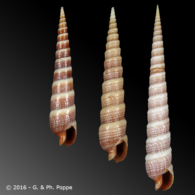 Shell Encyclopedia - Worms Details | Conchology | Conchology
