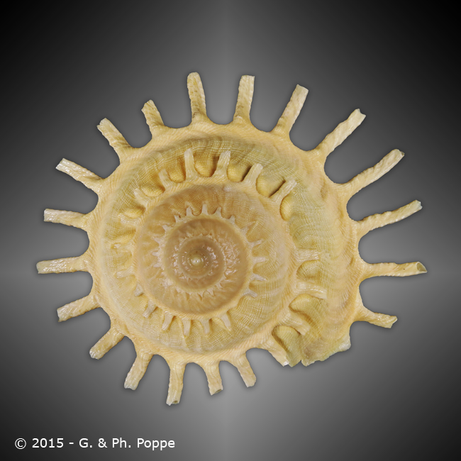 Shell Encyclopedia - Conchological MegaDatabase Iconographic Overview ...