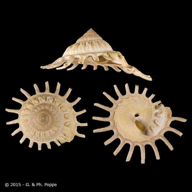 Shell Encyclopedia - Conchological MegaDatabase Iconographic Overview ...