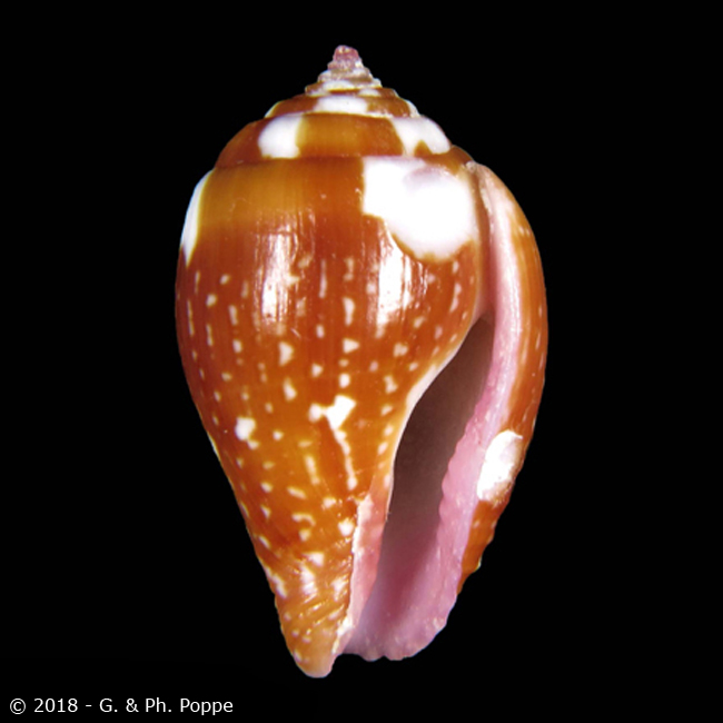 Featured Shells For Sale | Conchology