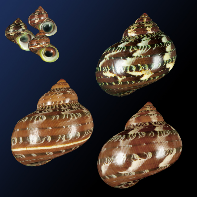 Shell Encyclopedia - Worms Details | Conchology | Conchology