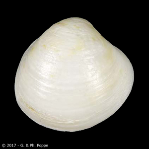 UNGULINIDAE | Shells Group By Species | Conchology