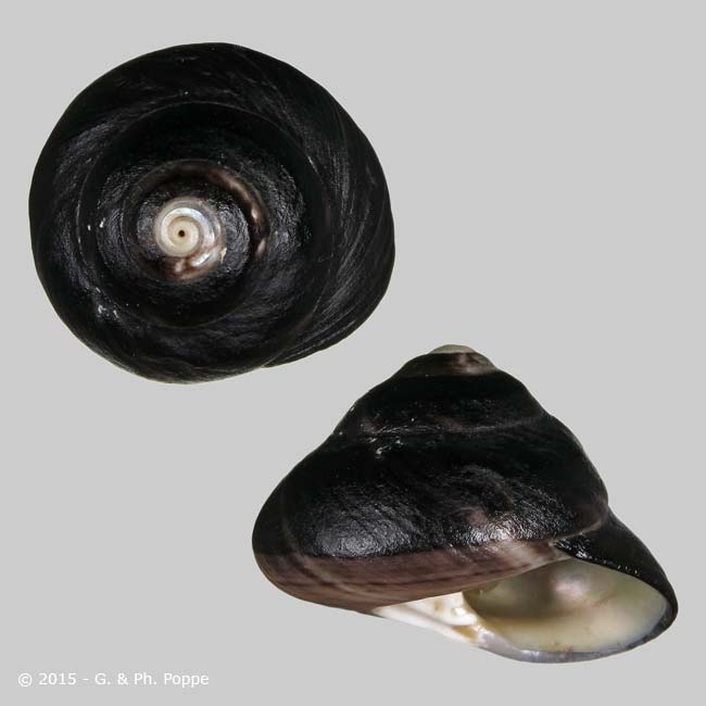 Shell Encyclopedia - Conchological MegaDatabase Iconographic Overview ...