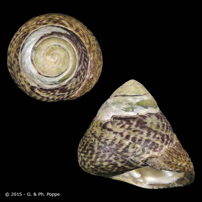 Shell Encyclopedia - Conchological MegaDatabase Iconographic Overview ...