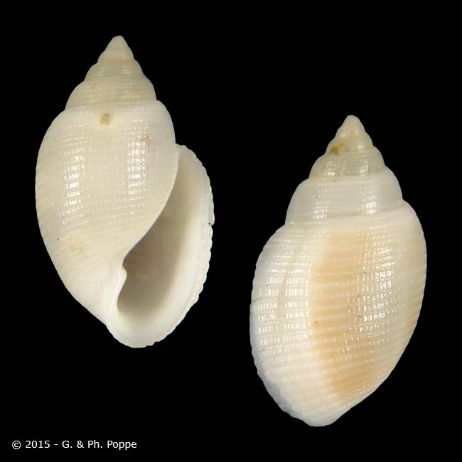 Featured Shells For Sale | Conchology