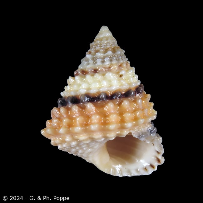 Featured Shells For Sale | Conchology