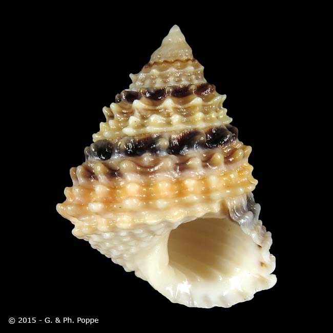 Featured Shells For Sale | Conchology