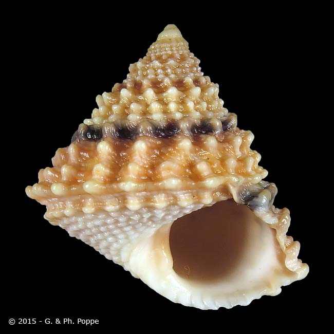 Featured Shells For Sale | Conchology