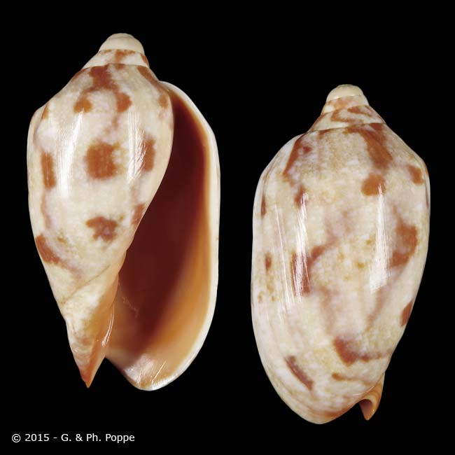 Shell Encyclopedia - Conchological MegaDatabase Iconographic Overview ...