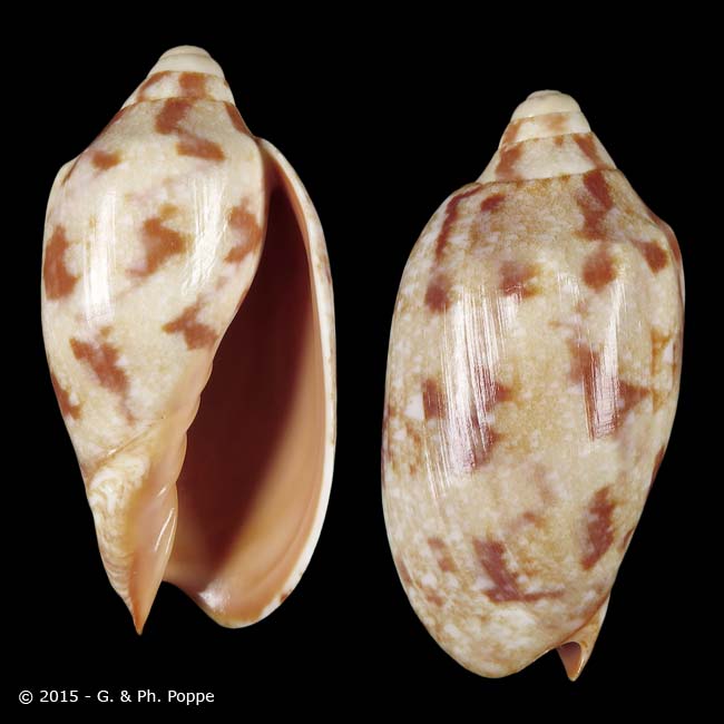 Shell Encyclopedia - Conchological MegaDatabase Iconographic Overview ...
