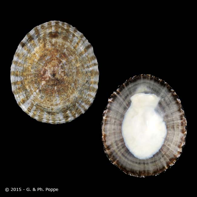 Shell Encyclopedia - Conchological MegaDatabase Iconographic Overview ...