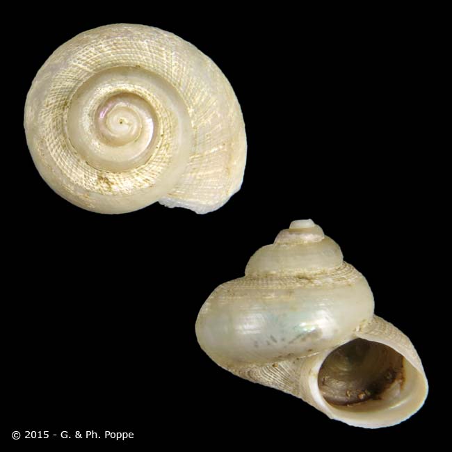 Shell Encyclopedia - Conchological MegaDatabase Iconographic Overview ...