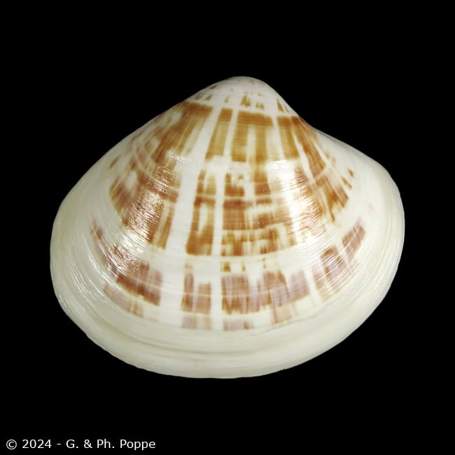 Shells For Sale Shown by Species: VENERIDAE, Pitar affinis for Sale