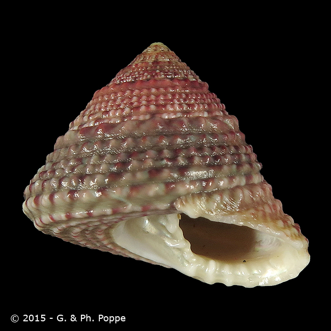 Featured Shells For Sale | Conchology