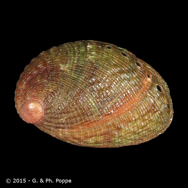 Shell Encyclopedia - Worms Details | Conchology | Conchology