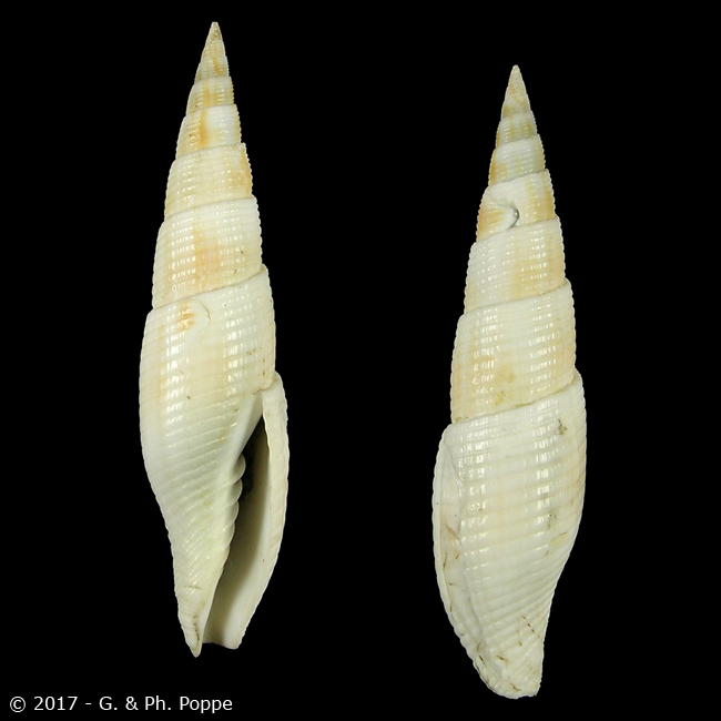 Shell Encyclopedia - Conchological MegaDatabase Iconographic Overview on Mollusks ...