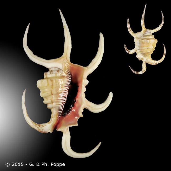 Shell Encyclopedia - Worms Details | Conchology | Conchology