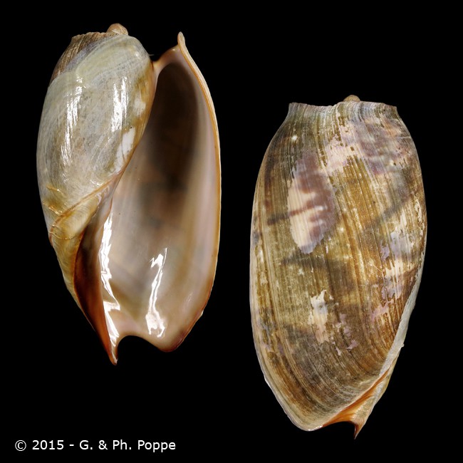 Shell Encyclopedia - Worms Details | Conchology | Conchology