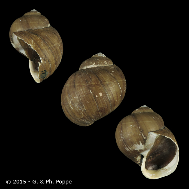Shell Encyclopedia - Conchological MegaDatabase Iconographic Overview ...