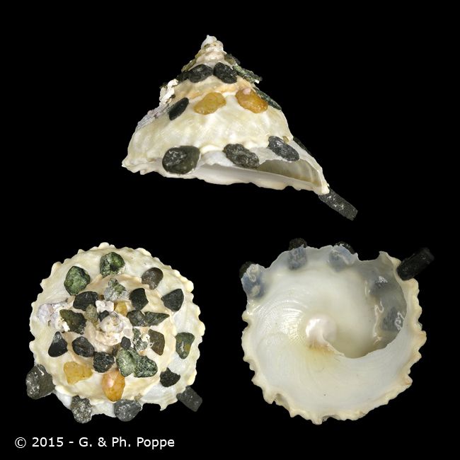 Shell Encyclopedia - Conchological MegaDatabase Iconographic Overview ...