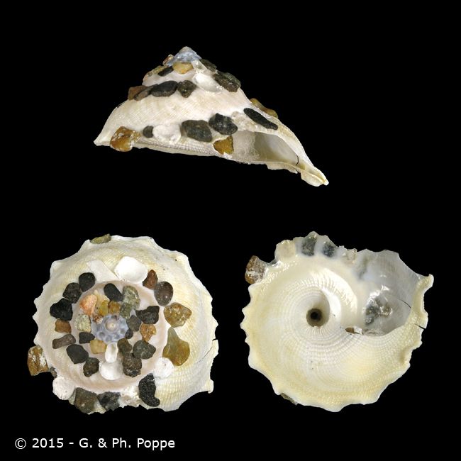 Shell Encyclopedia - Conchological MegaDatabase Iconographic Overview ...
