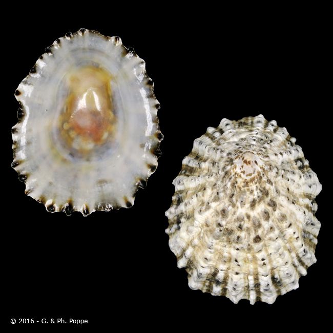 Shells For Sale Shown by Species: PATELLIDAE for Sale