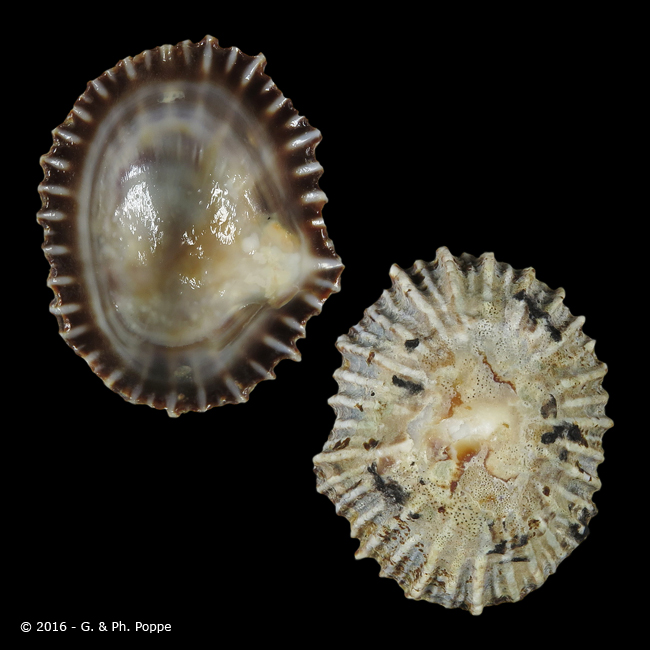 SIPHONARIIDAE for Sale | Conchology