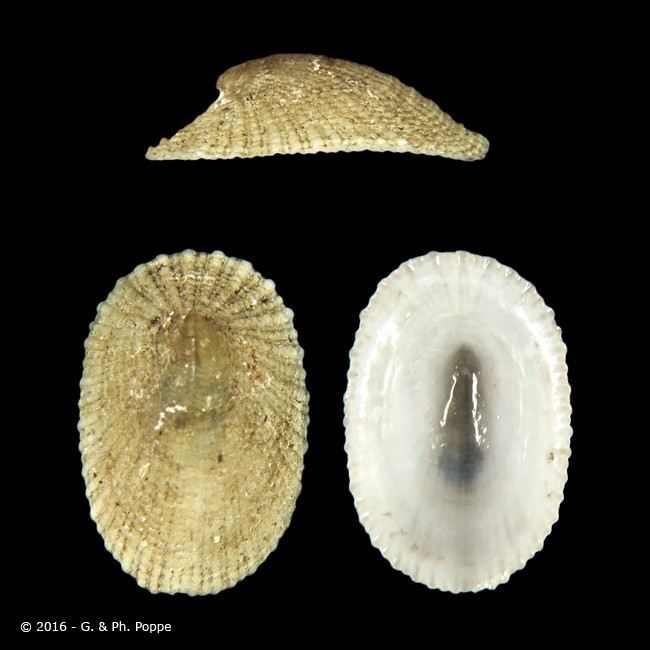 Shell Encyclopedia - Worms Details | Conchology | Conchology