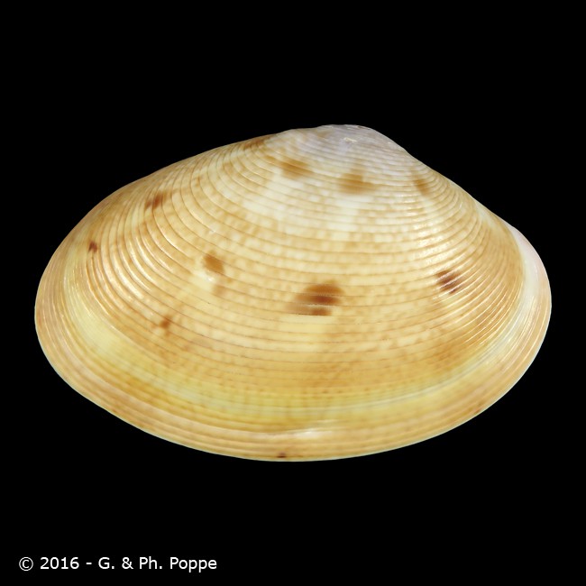 Featured Shells For Sale | Conchology