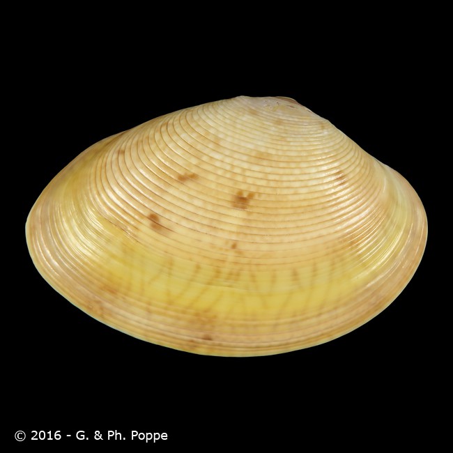 Featured Shells For Sale | Conchology