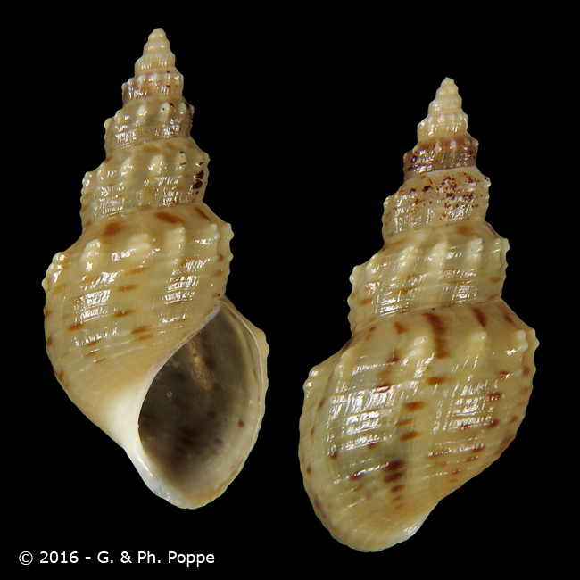 Shell Encyclopedia - Conchological MegaDatabase Iconographic Overview ...