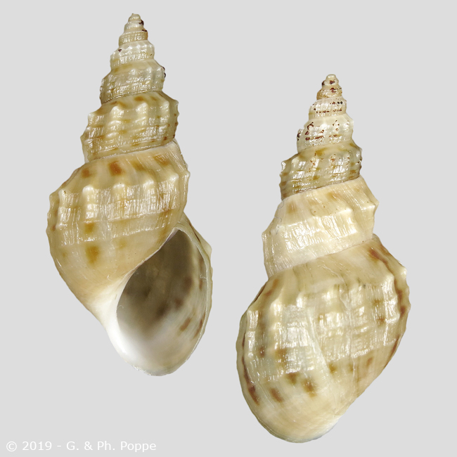 Shell Encyclopedia - Conchological MegaDatabase Iconographic Overview ...