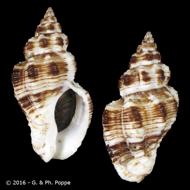 Shell Encyclopedia - Worms Details | Conchology | Conchology